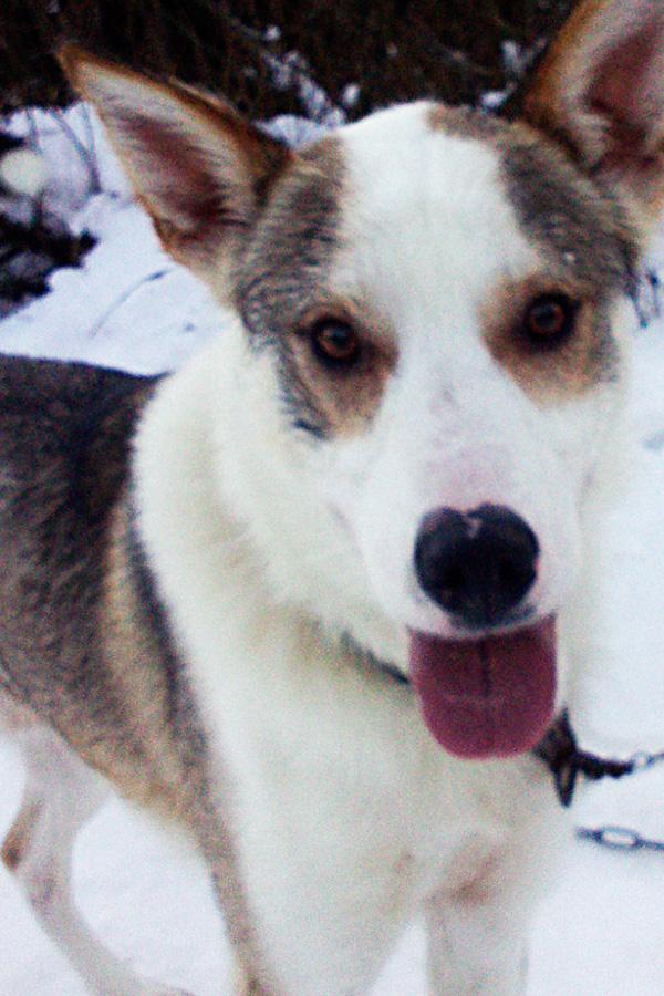 Dog Staff – Vuokatti Safaris EN