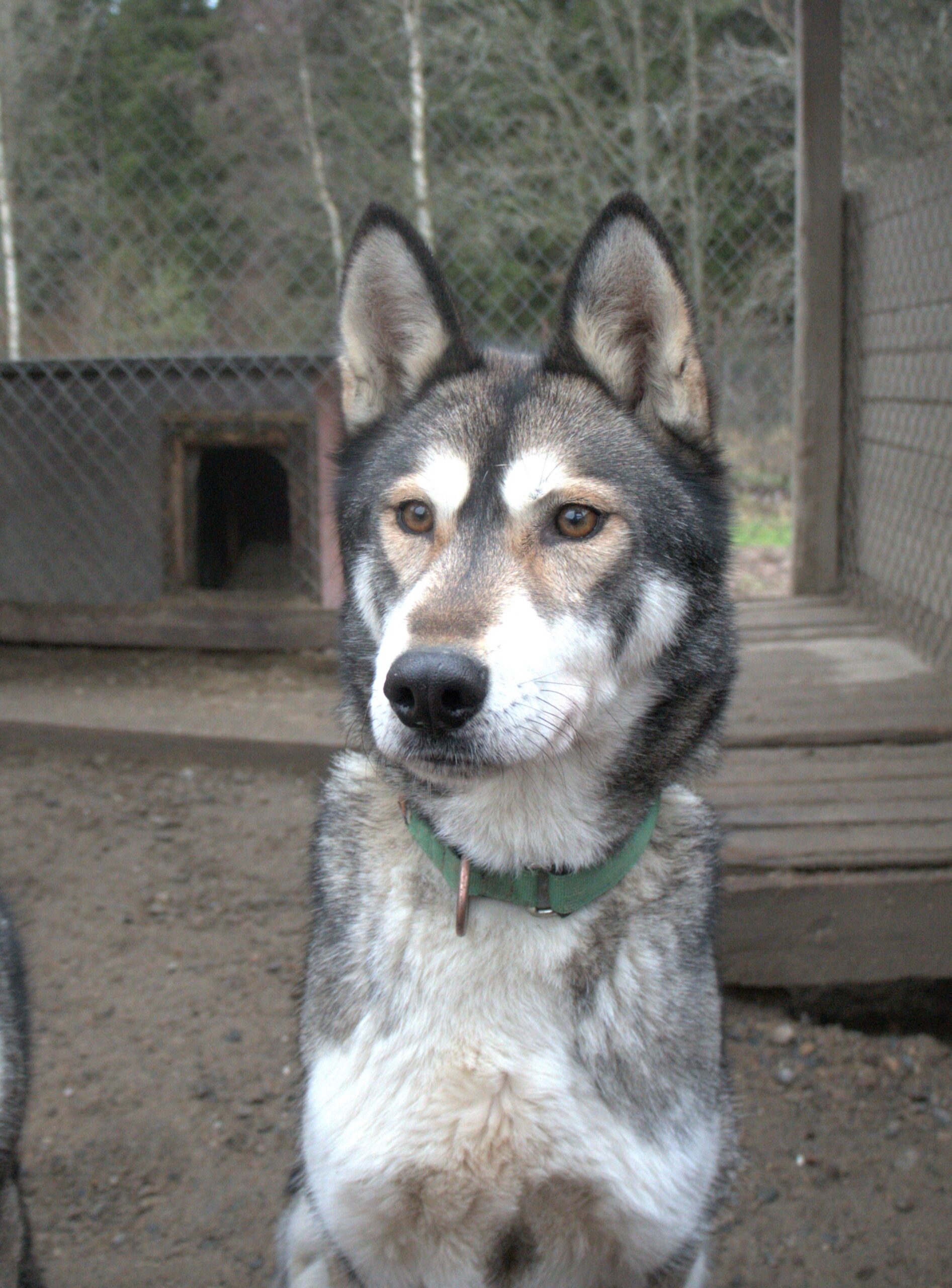 Visit Husky Center – Vuokatti Safaris EN